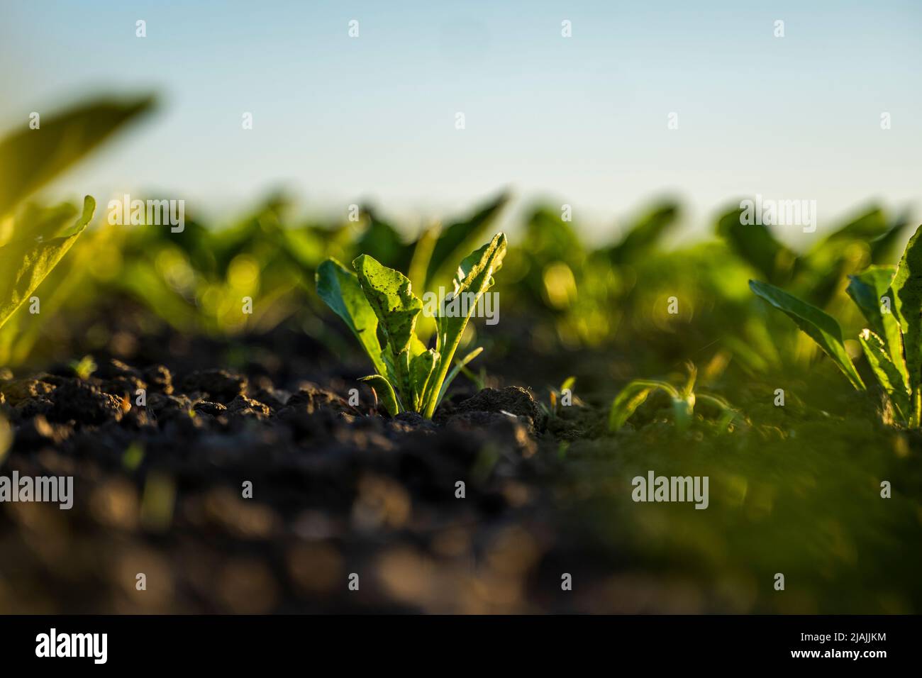 Rows of young sugar beets lit by the sun. Sugar beet cultivation. Close ...