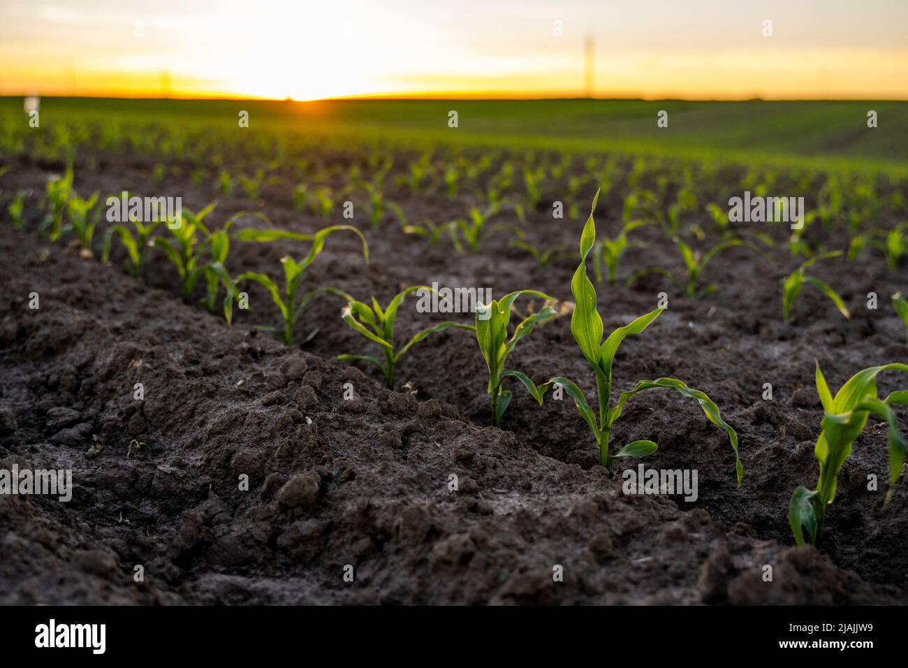 Rows of young corn plants on a fertile field with dark soil in ...