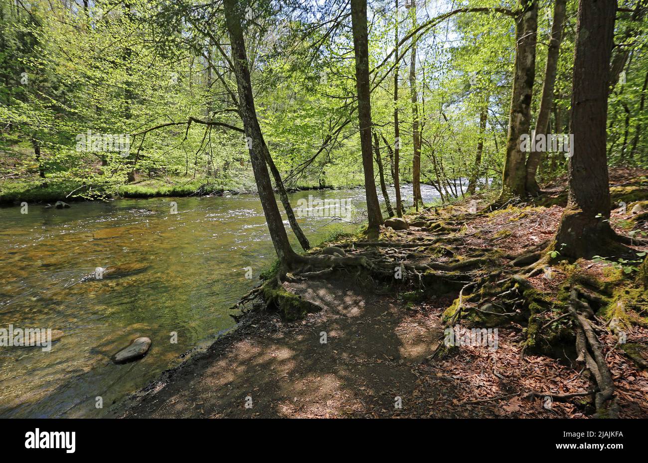 Little River in the forest - Great Smoky Mountains NP, Tennessee Stock ...