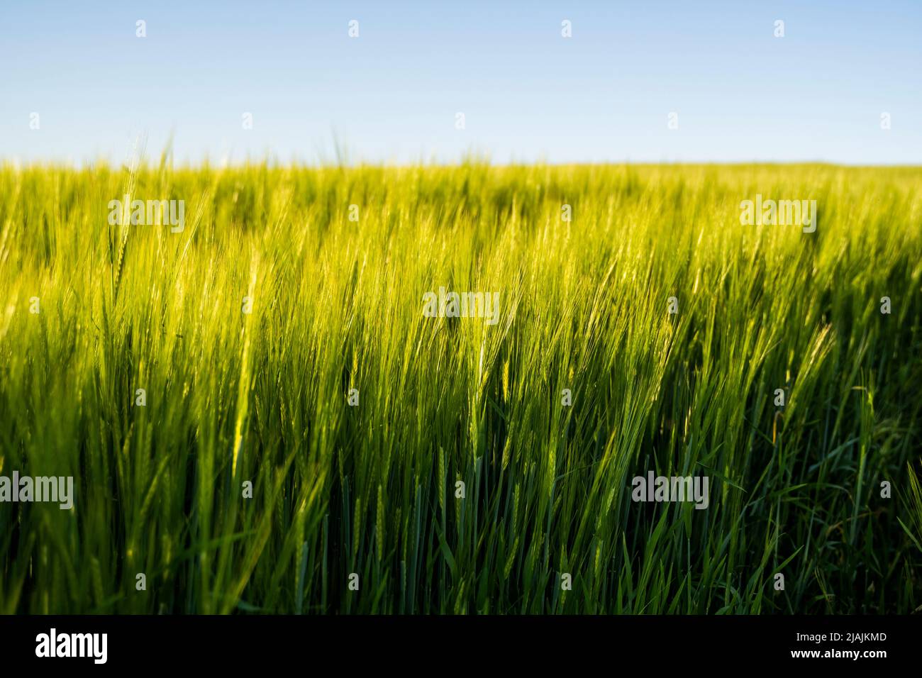 Landskape of an agricultural field with a green barley. Nature ...