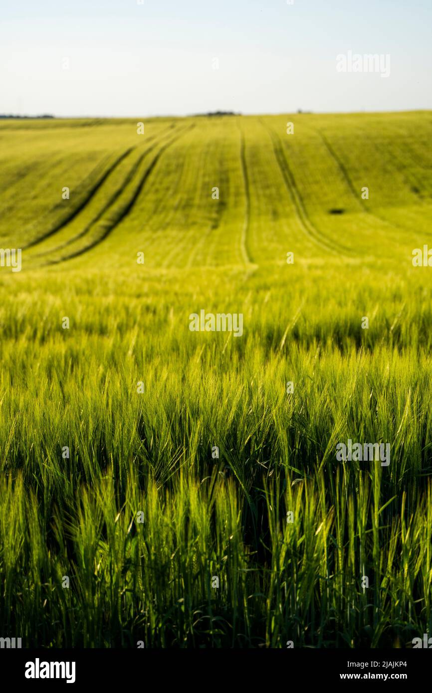 Landskape of an agricultural field with a green barley. Nature ...