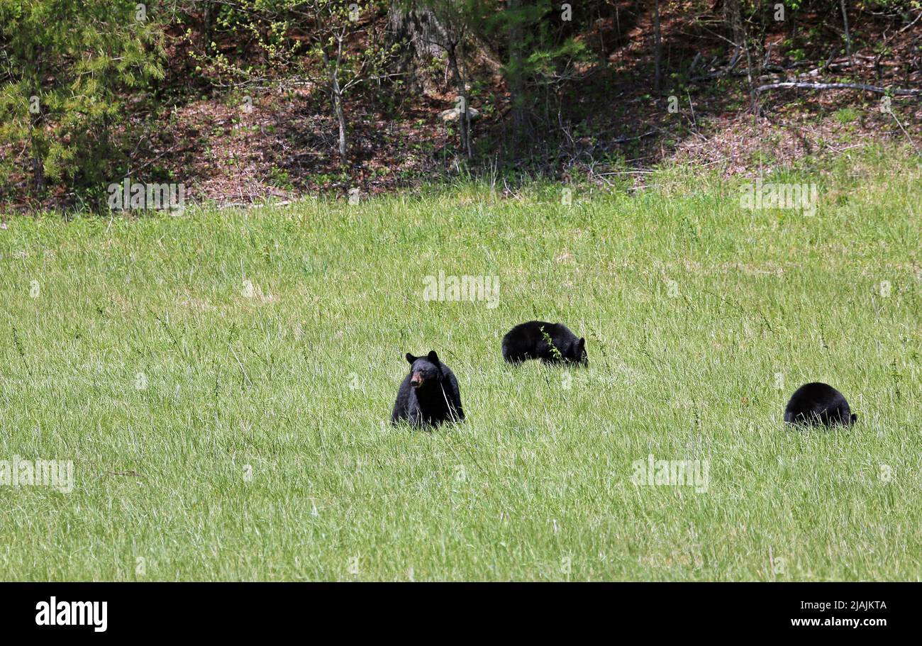 Bears family on the meadow - Great Smoky Mountains National Park ...