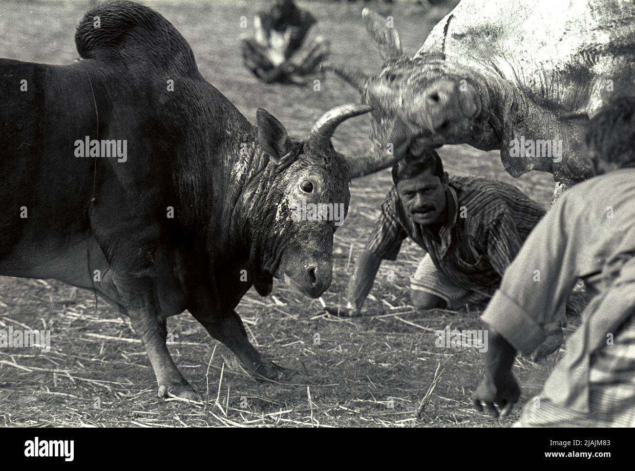 Bull mounts hi-res stock photography and images - Alamy