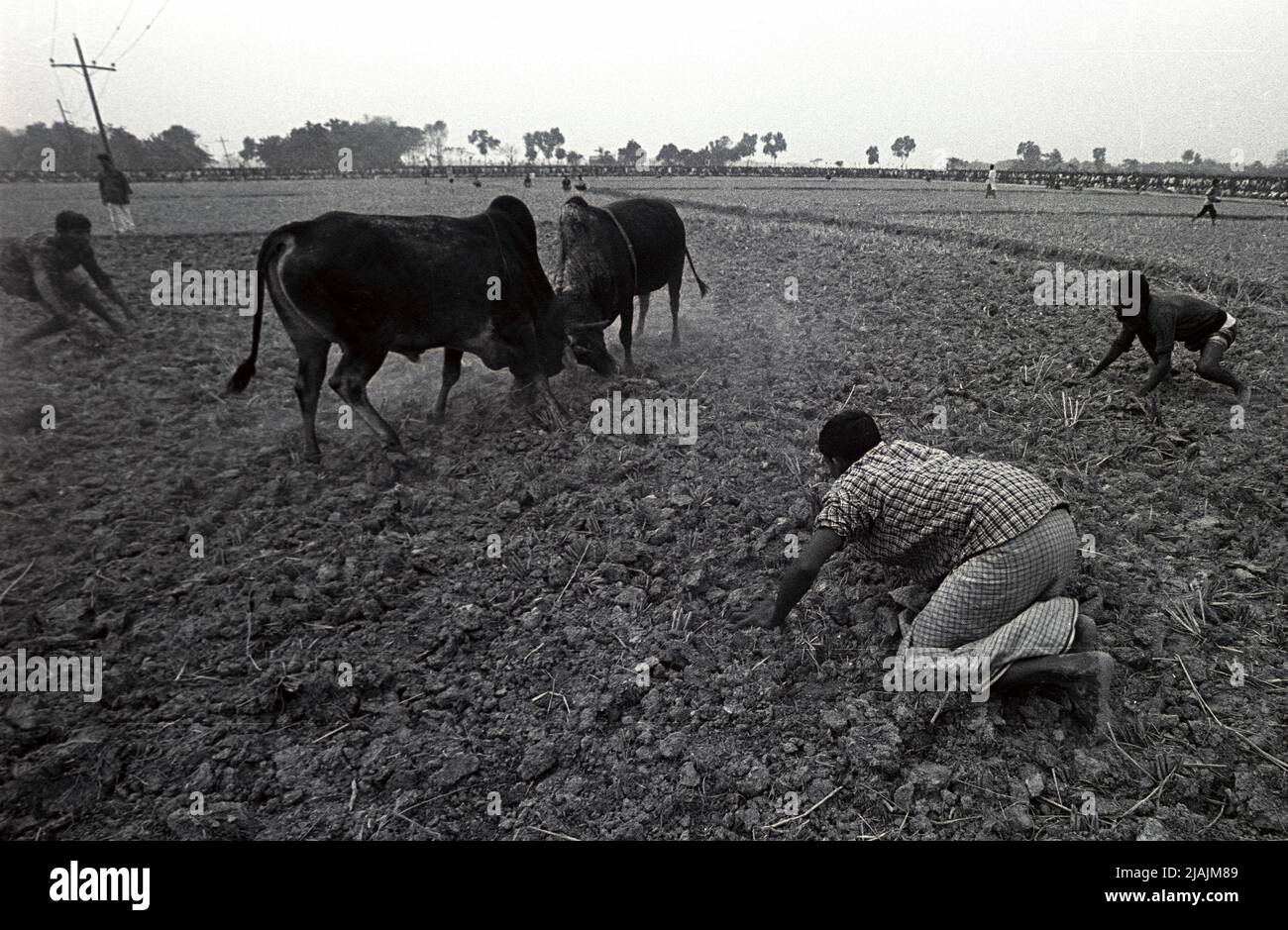 The fight goes on, and owners concentrate on their pair of fighters ...