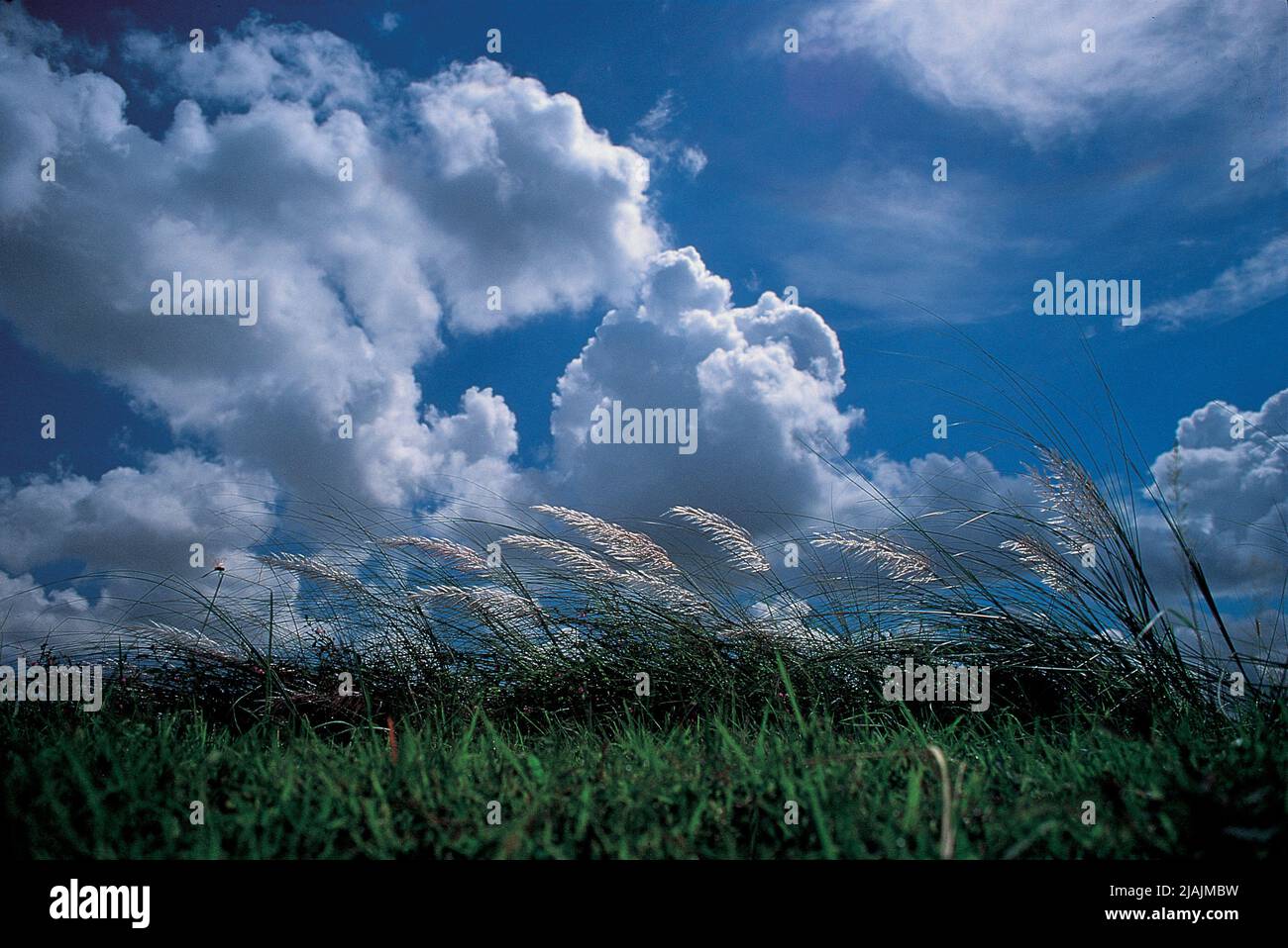 Kash phool hi-res stock photography and images - Alamy