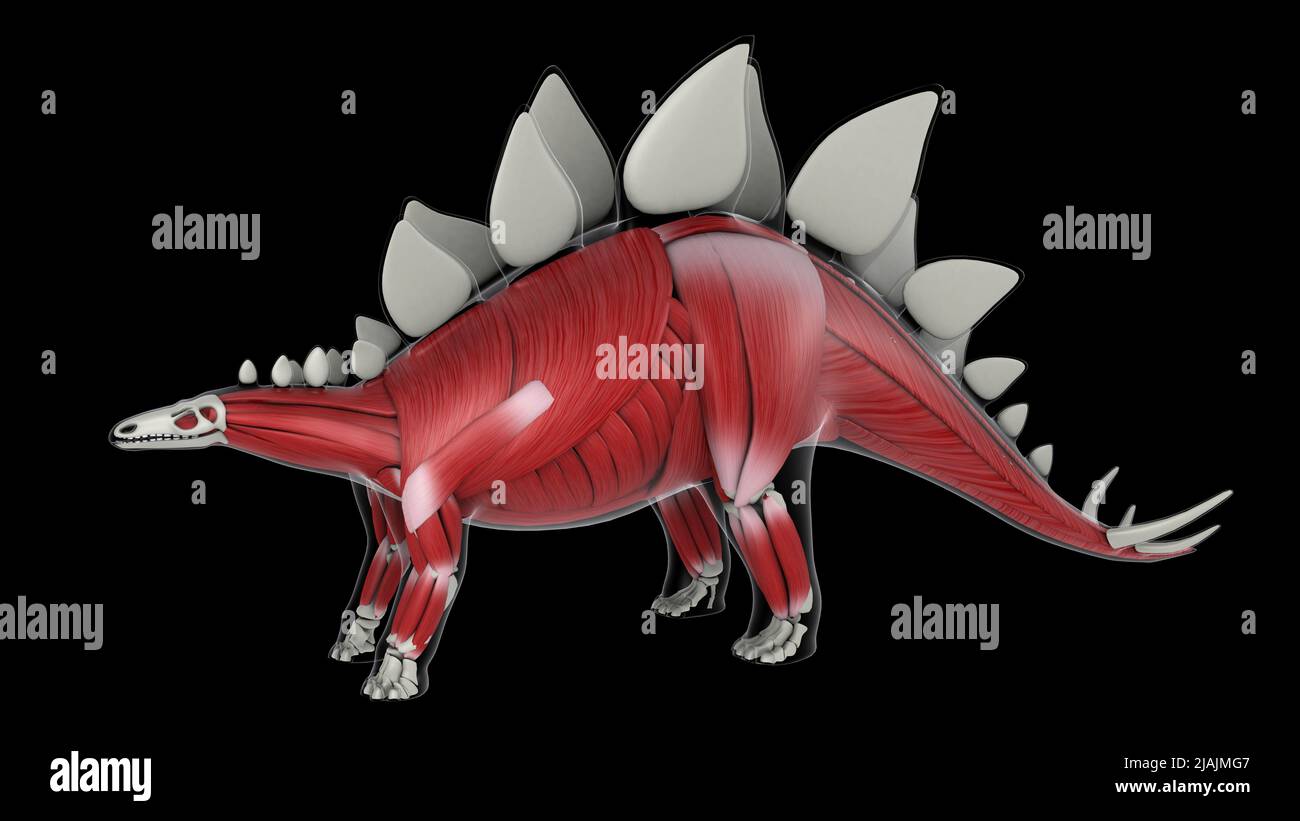 Anatomy of stegosaurus hi-res stock photography and images - Alamy