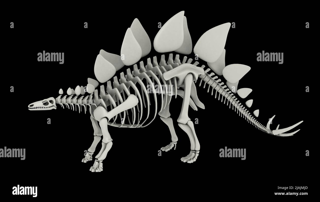 Skeletal system of Stegosaurus, side view Stock Photo - Alamy