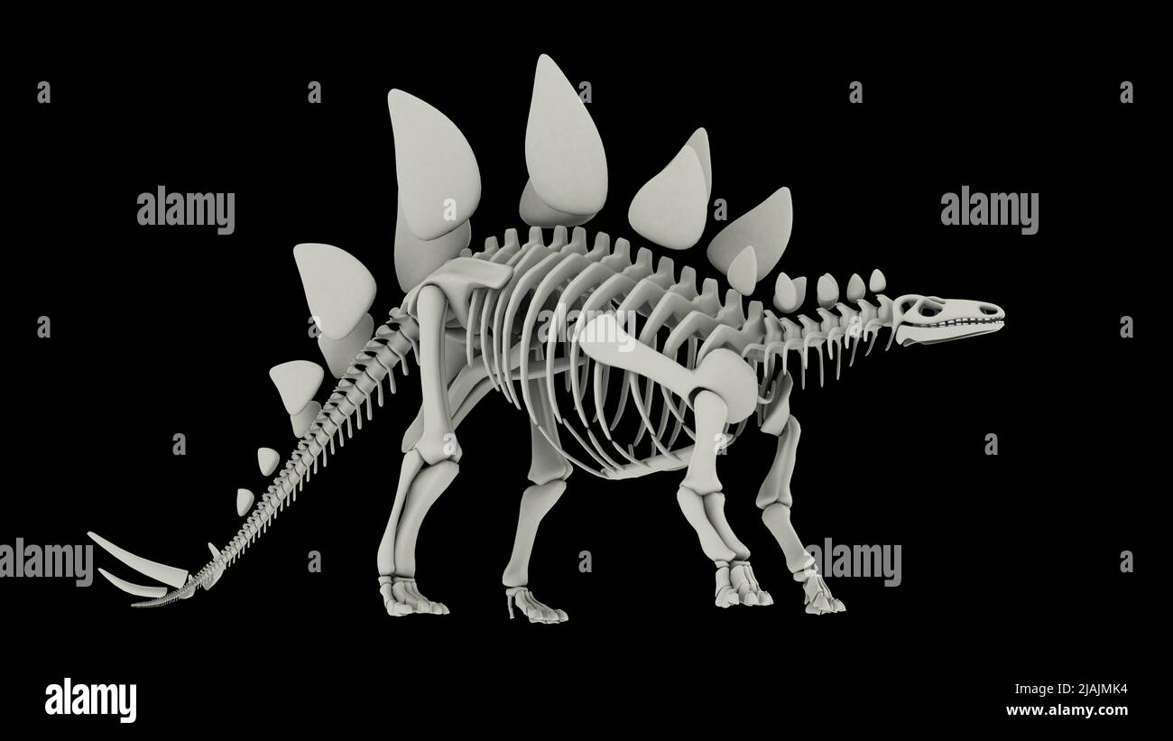 Skeletal system of Stegosaurus, side view Stock Photo - Alamy