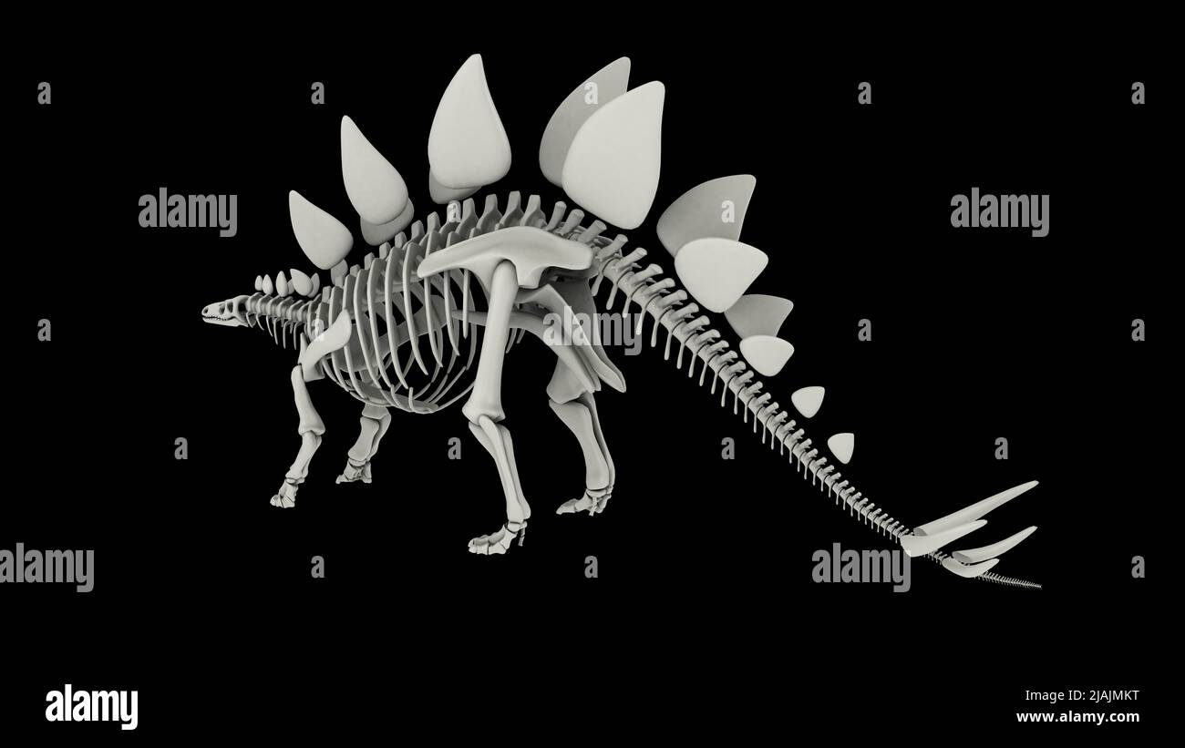 Skeletal system of a Stegosaurus dinosaur Stock Photo - Alamy
