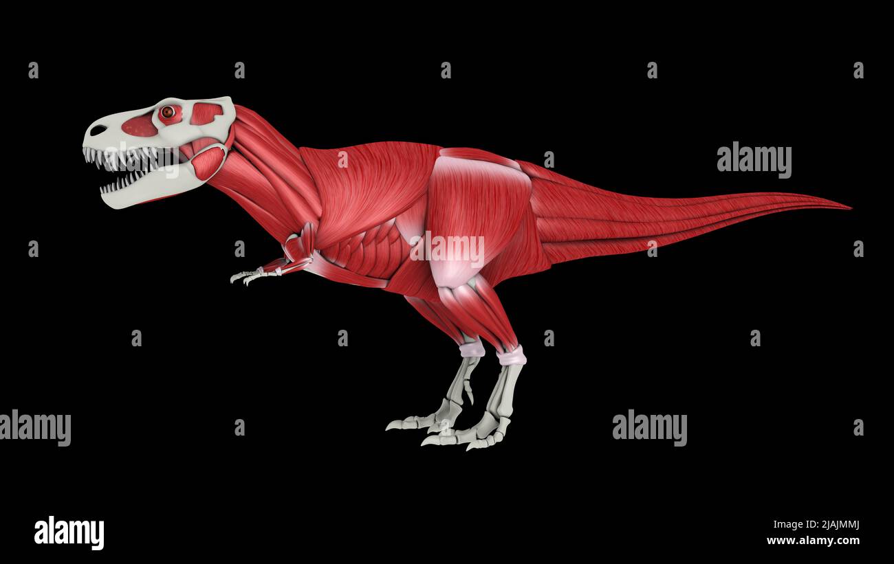 Muscular system of Tyrannosaurus rex, side view Stock Photo - Alamy