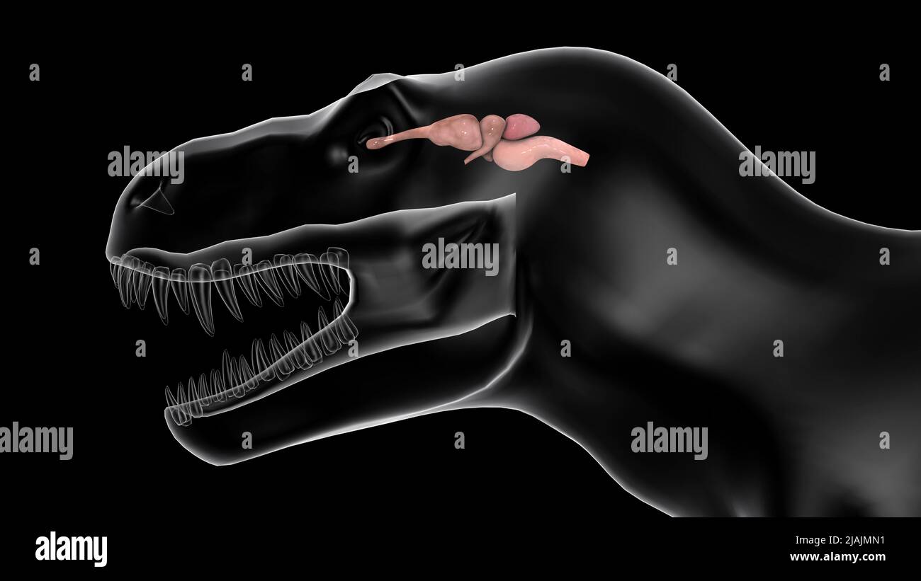 Headshot of Tyrannosaurus rex and its brain Stock Photo - Alamy