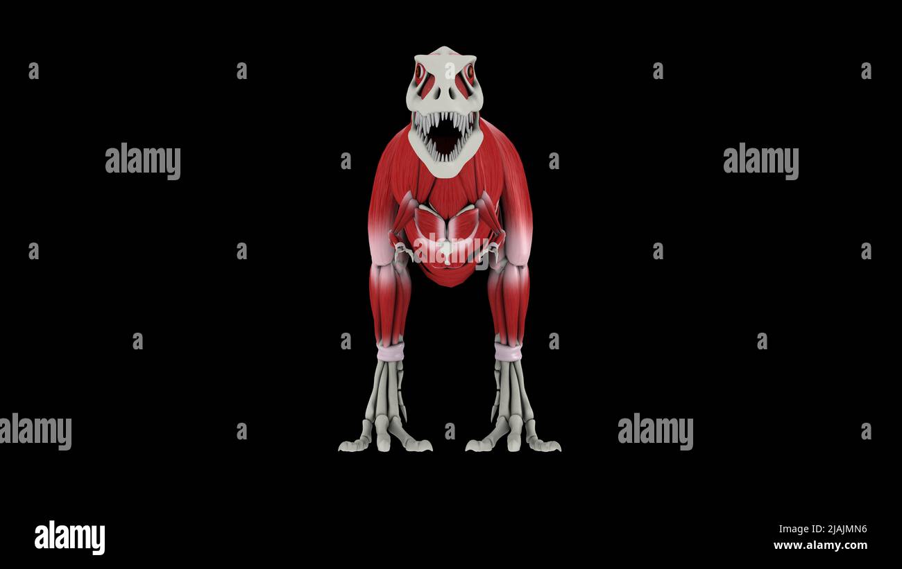 Muscular system of Tyrannosaurus rex, front view Stock Photo - Alamy