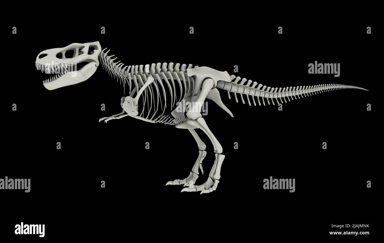 Tyrannosaurus rex side hi-res stock photography and images - Alamy