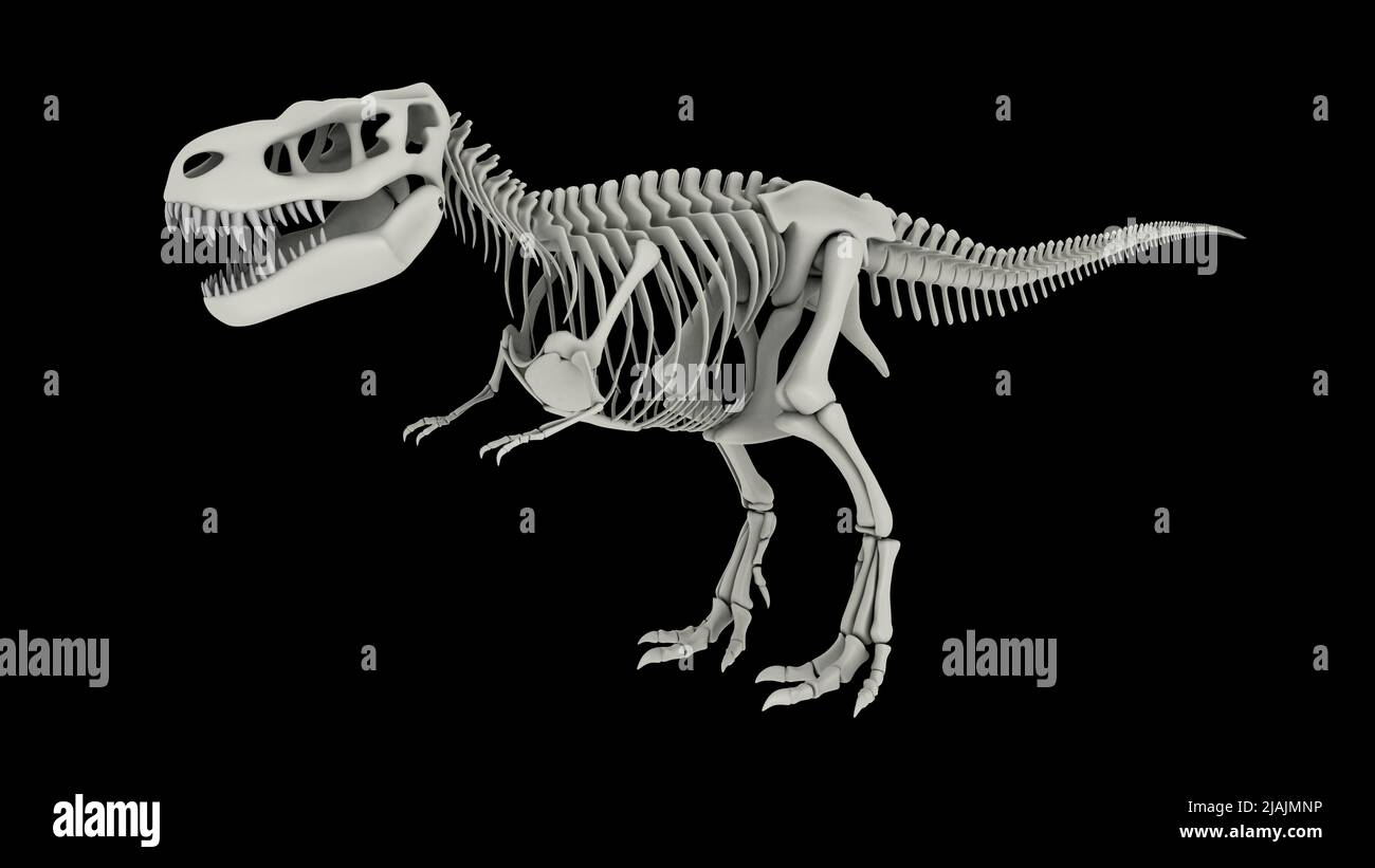 Skeletal system of Tyrannosaurus rex, side view Stock Photo - Alamy