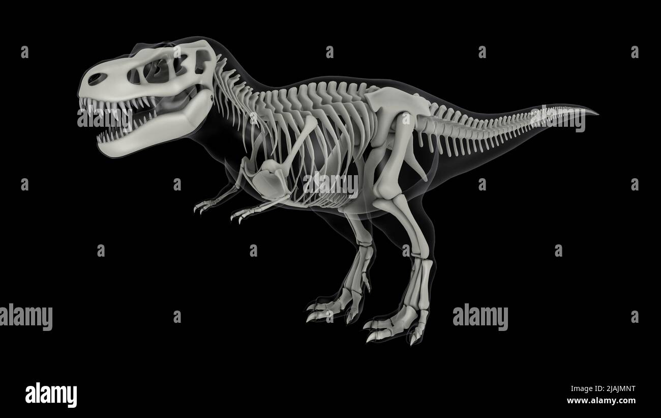 Tyrannosaurus rex side hi-res stock photography and images - Alamy
