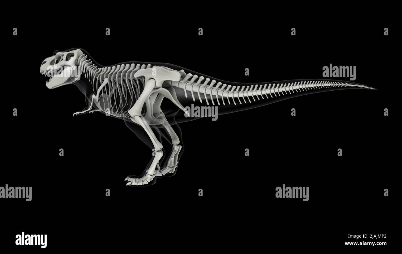 Tyrannosaurus rex side hi-res stock photography and images - Alamy