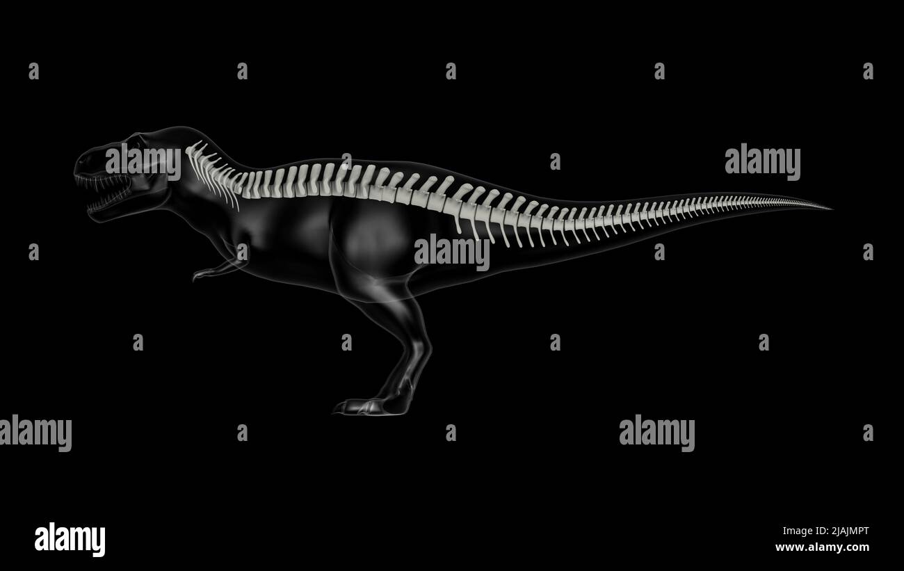 Spinal cord of Tyrannosaurus rex overlayed on body Stock Photo - Alamy