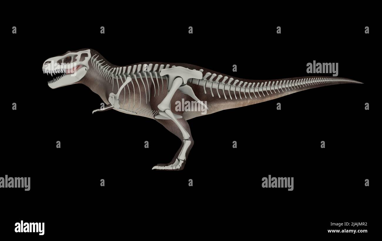 3D illustration of Tyrannosaurus rex, with skeletal system overlay ...