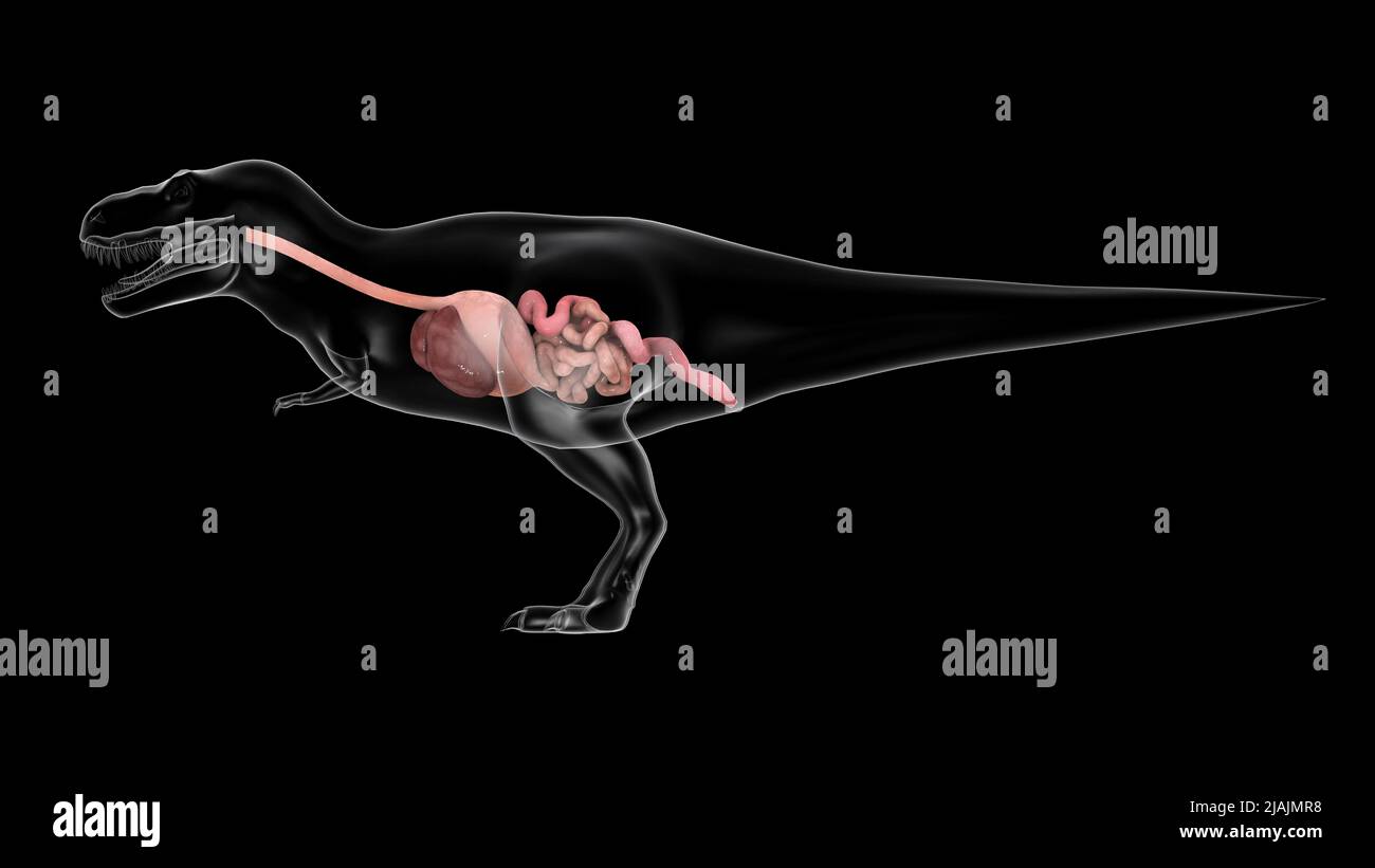 Digestive system of Tyrannosaurus rex, side view Stock Photo - Alamy