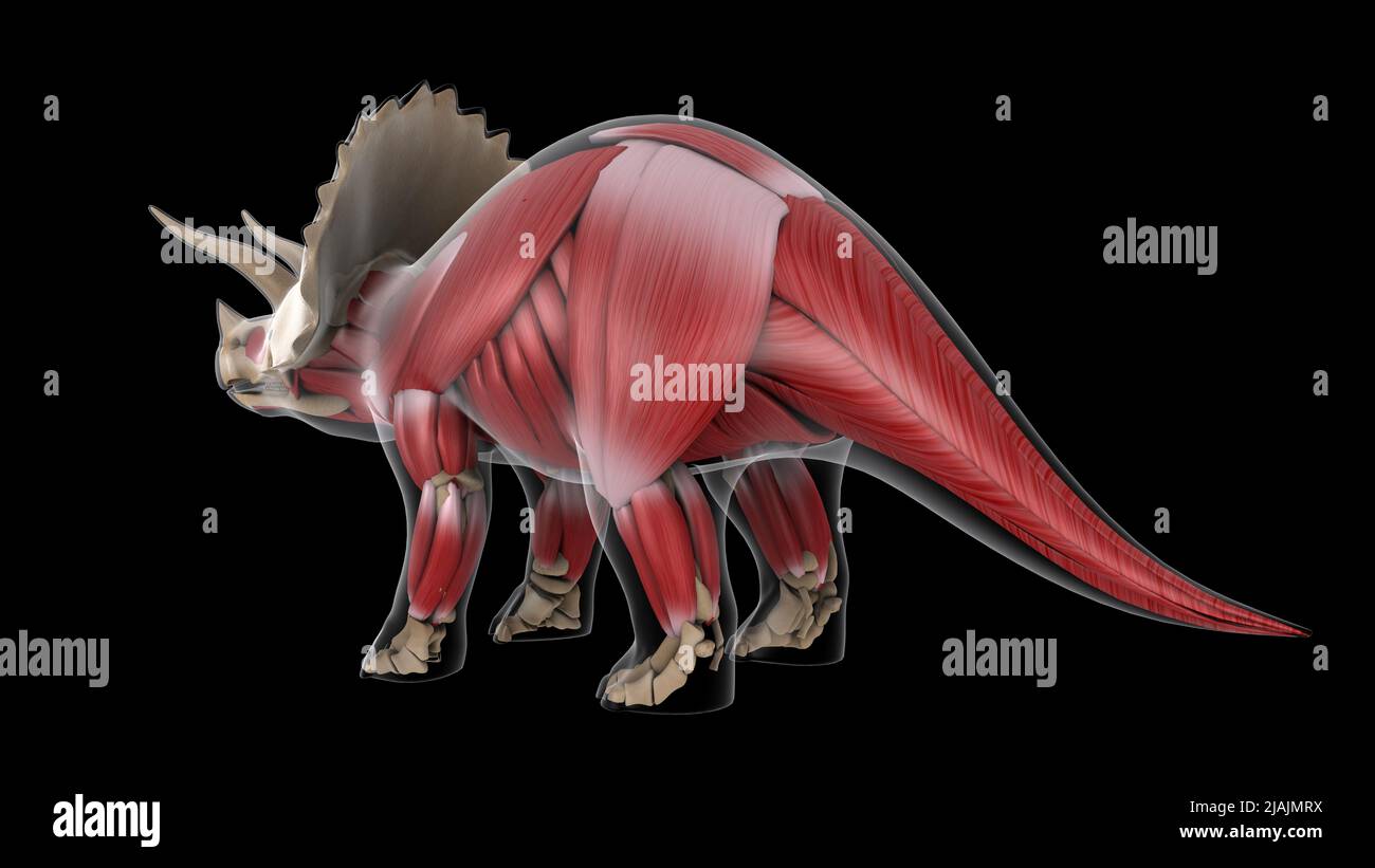 Muscular system of a Triceratops dinosaur, x-ray rear view Stock Photo ...