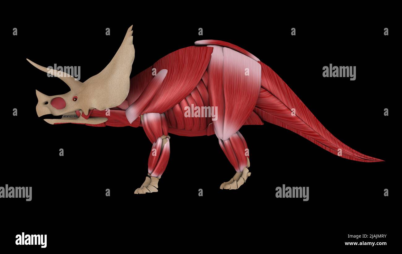 Muscular system of a Triceratops dinosaur, side view Stock Photo - Alamy
