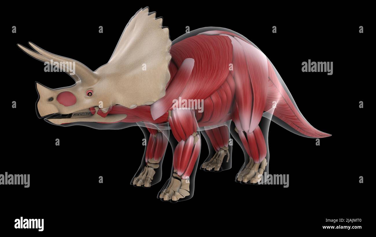 Muscular system of a Triceratops dinosaur, x-ray view Stock Photo - Alamy