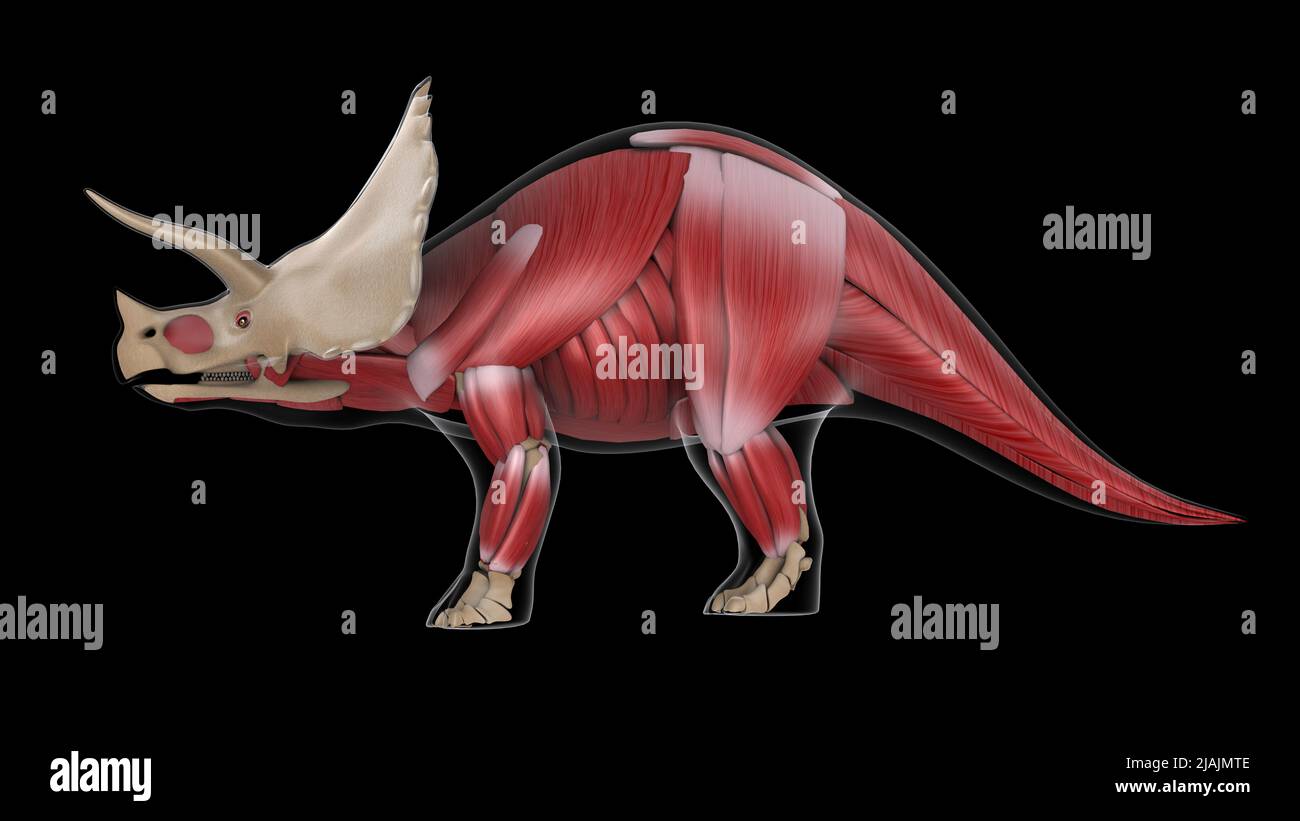Muscular system of a Triceratops dinosaur, x-ray side view Stock Photo ...