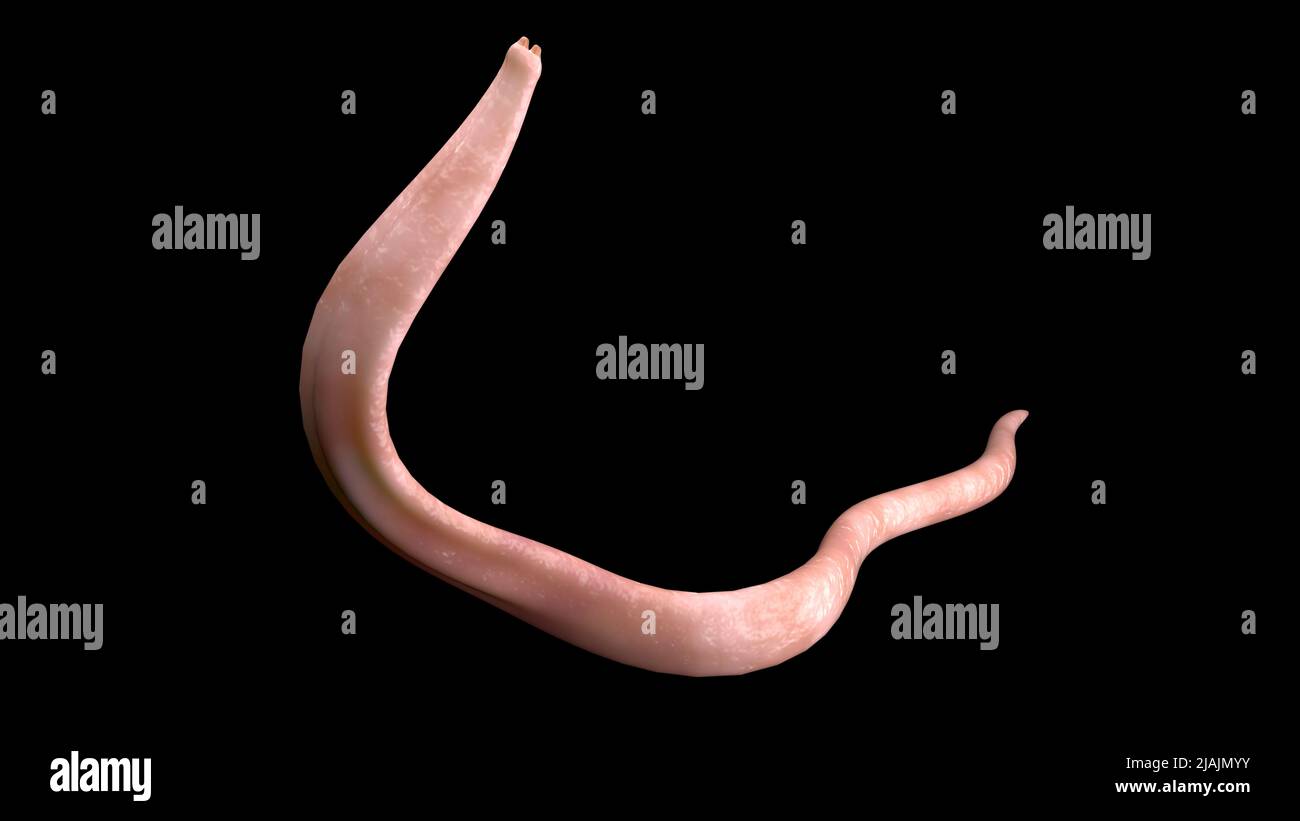 Conceptual biomedical illustration of Ascaris lumbricoides, a large ...