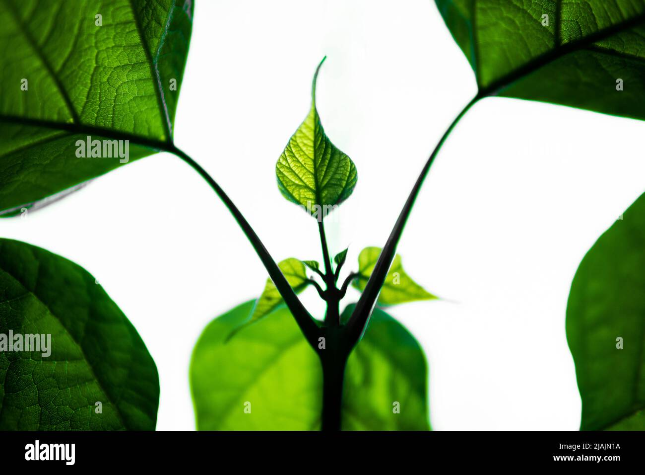 Artistic photo of plants hi-res stock photography and images - Alamy