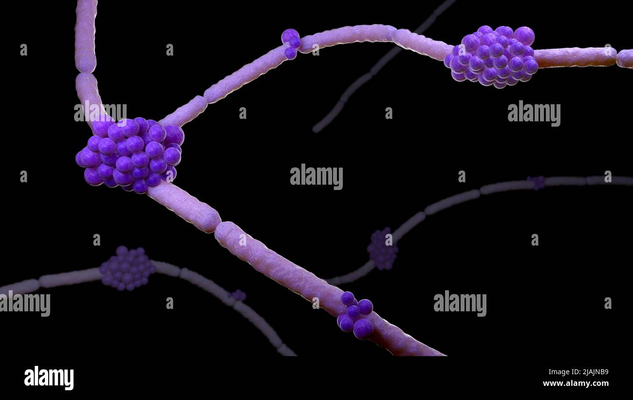 Conceptual biomedical illustration of Candida glabrata, previously ...