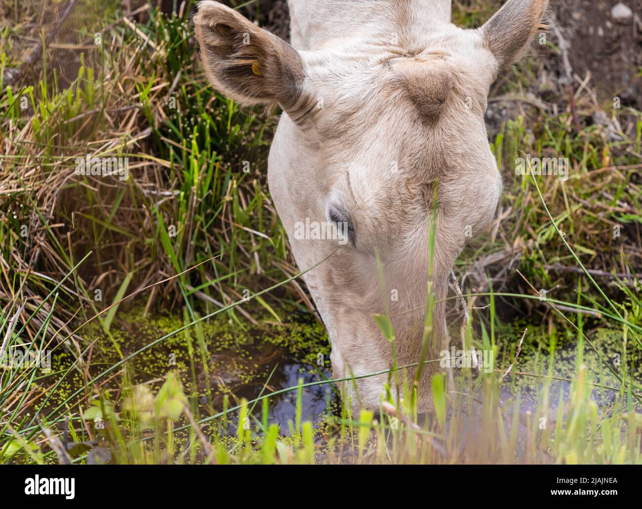 Close up of cow drinking water from the river Stock Photo - Alamy