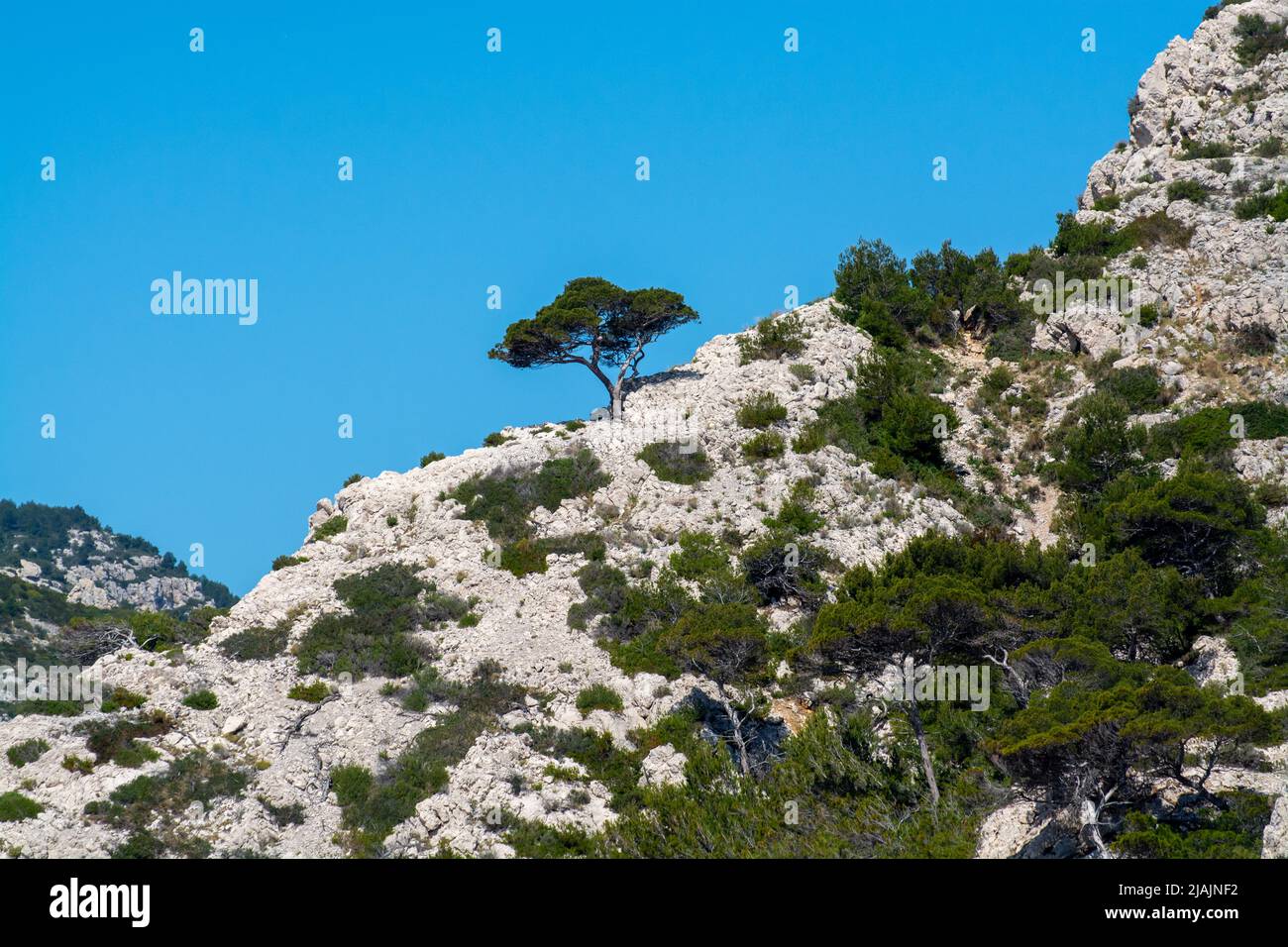 Mediterranean pine trees growing on white limestone rocks and cliffs in ...
