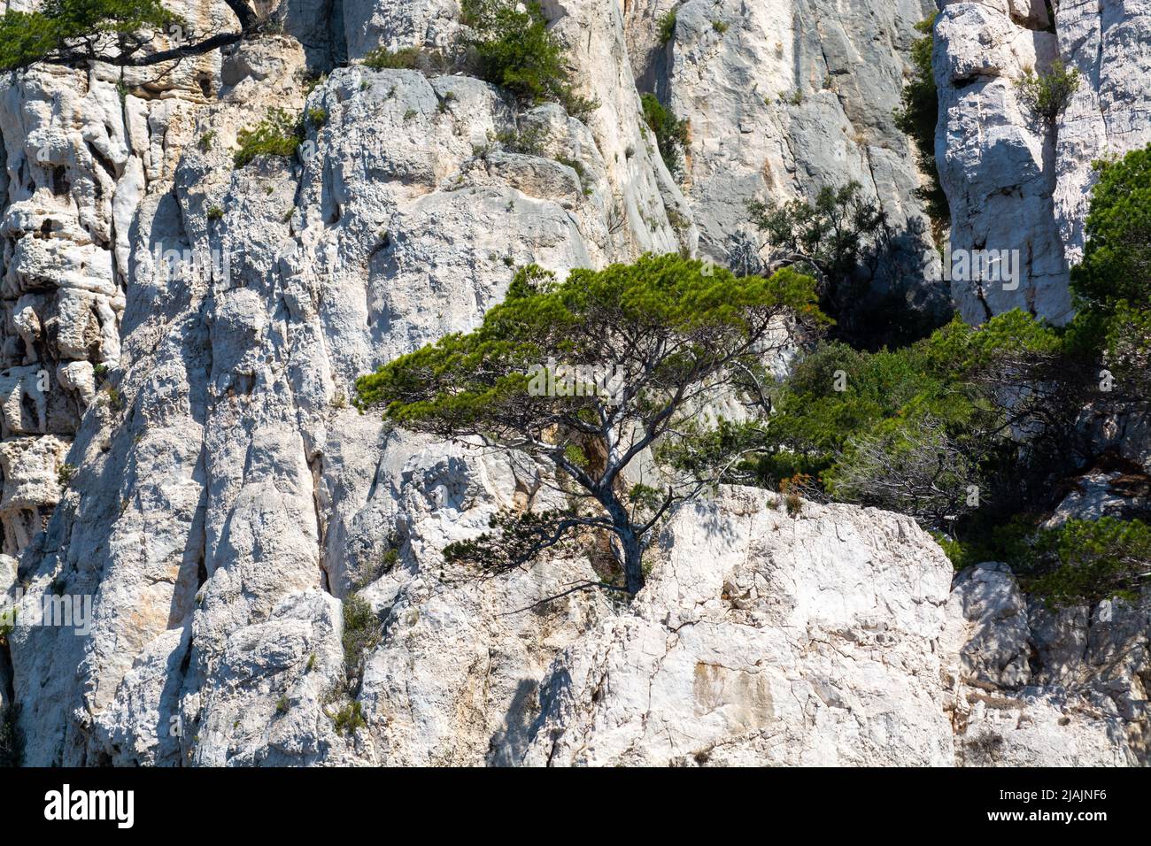Mediterranean pine trees growing on white limestone rocks and cliffs in ...