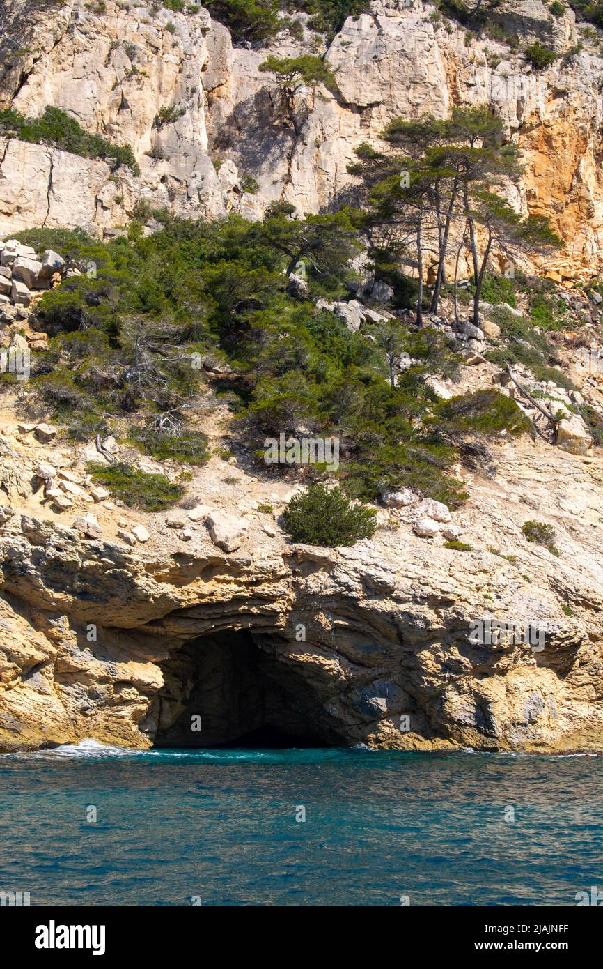 Mediterranean pine trees growing on white limestone rocks and cliffs in ...