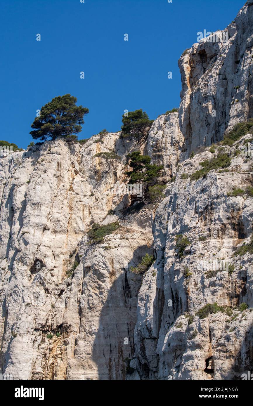 Mediterranean pine trees growing on white limestone rocks and cliffs in ...