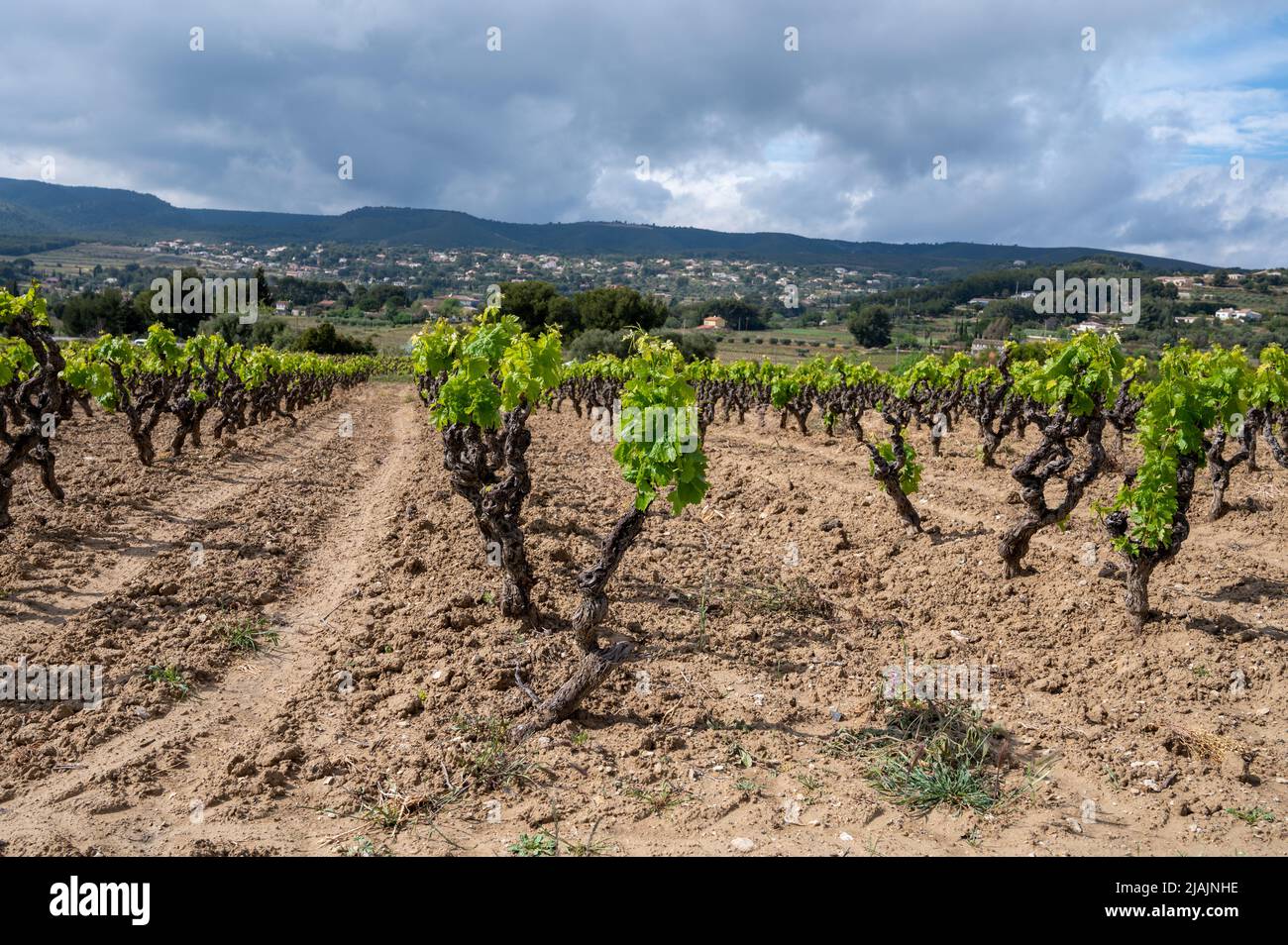 Grape trunks on green vineyards of Cotes de Provence in spring, Bandol ...