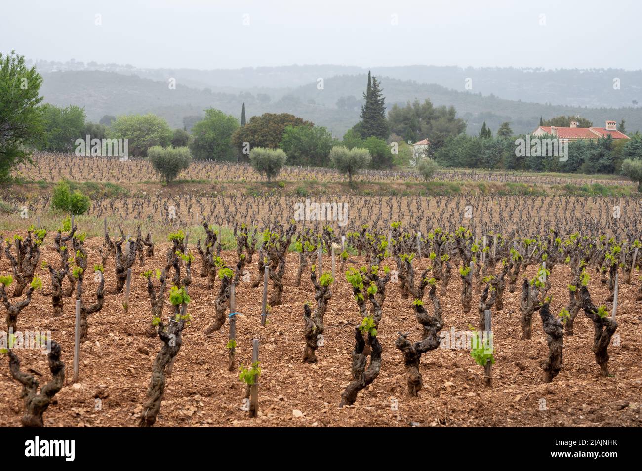 Old grape trunks on vineyards of Cotes de Provence in spring, Bandol ...