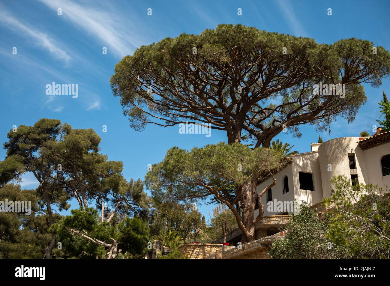 Mediterranean pine trees growing on white limestone rocks and cliffs in ...