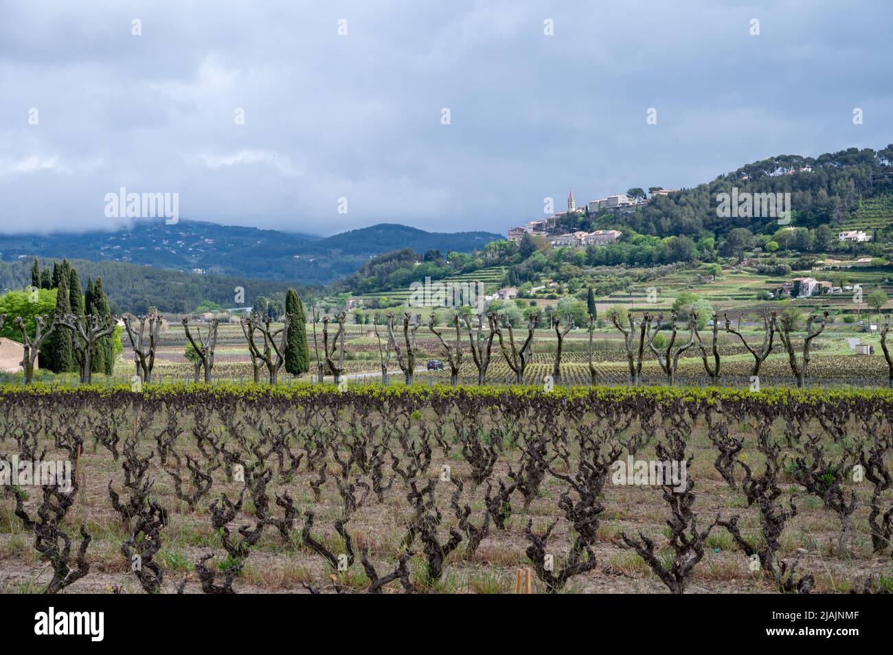 Old grape trunks on vineyards of Cotes de Provence in spring, Bandol ...