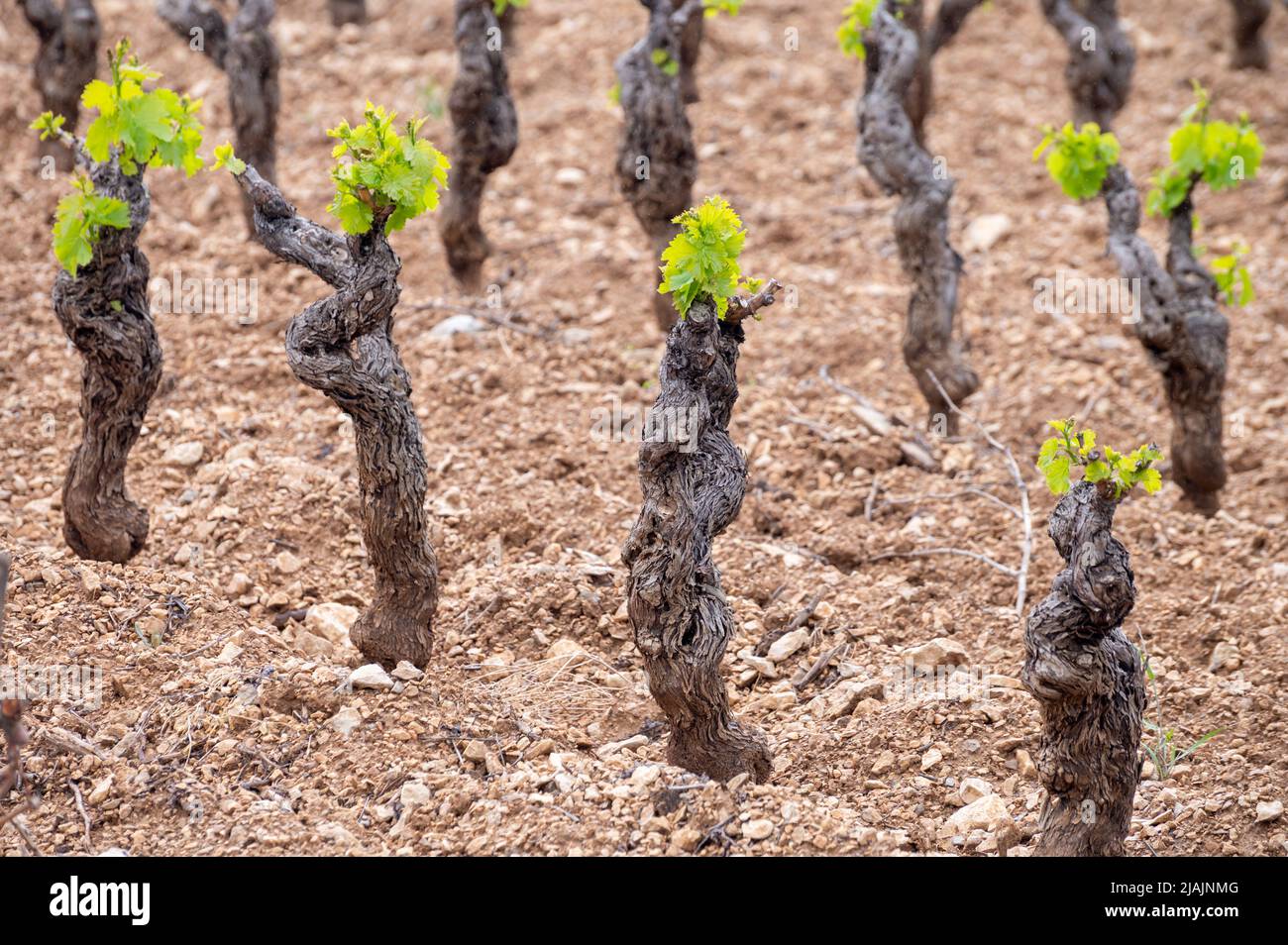 Old grape trunks on vineyards of Cotes de Provence in spring, Bandol ...