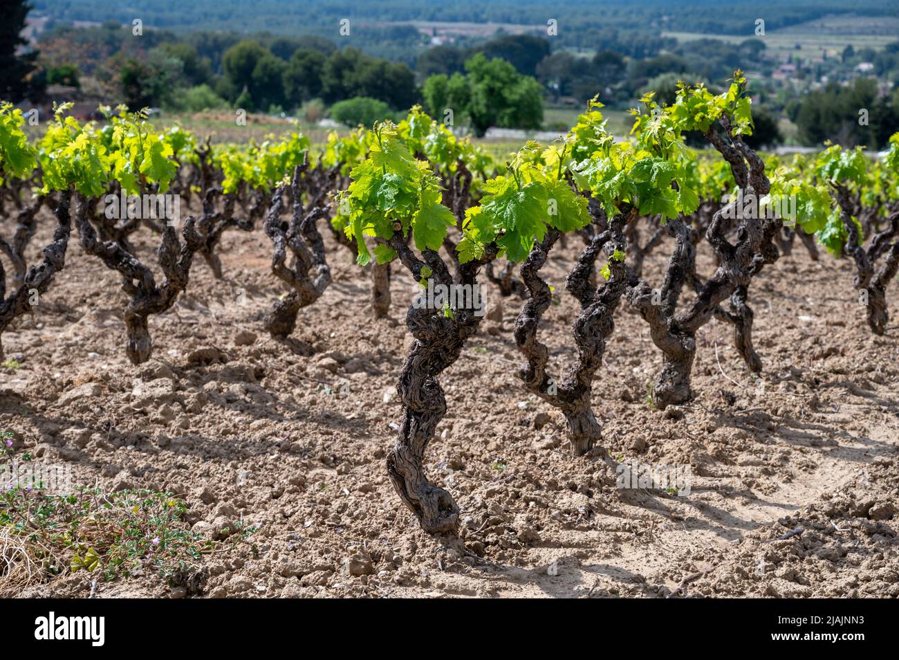 Grape trunks on green vineyards of Cotes de Provence in spring, Bandol ...