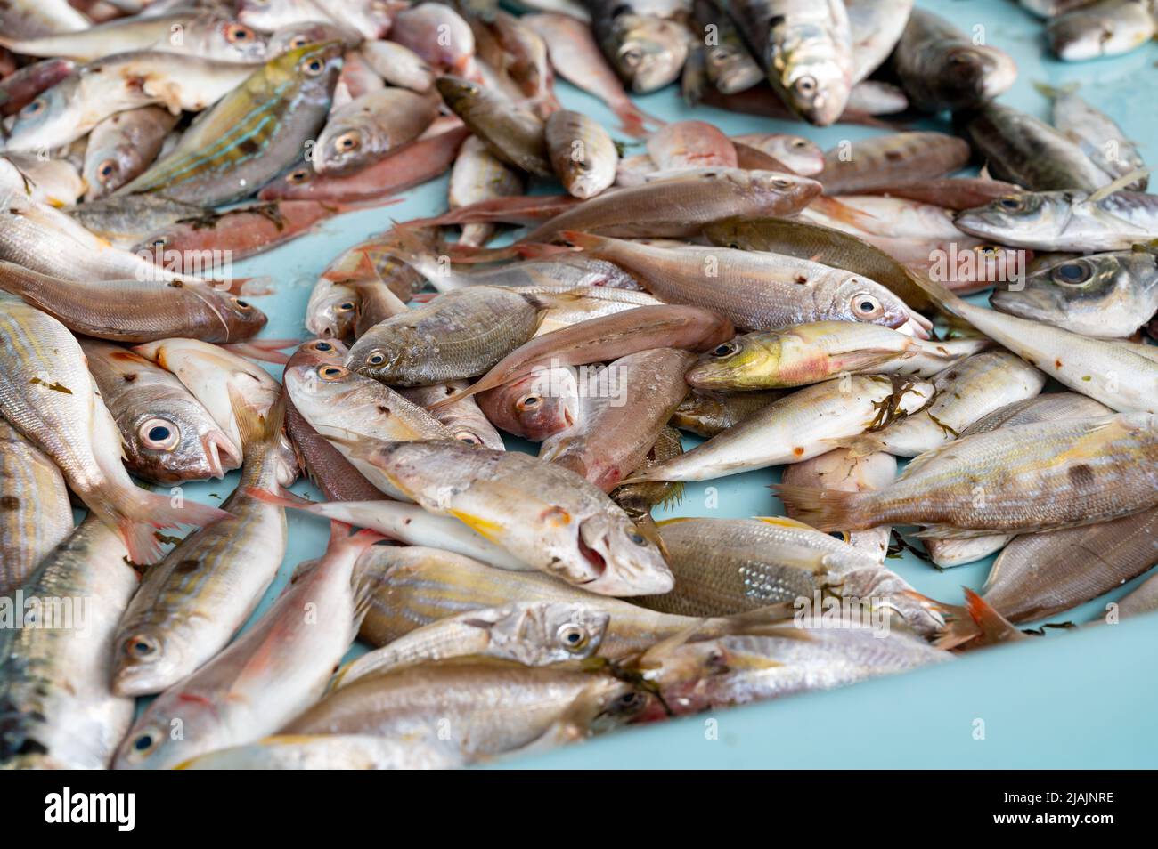 Catch of the day for sale on daily fish market in old port of Marseille ...