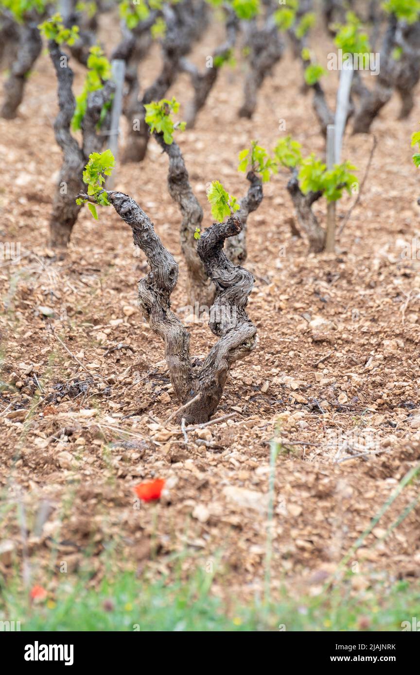 Old grape trunks on vineyards of Cotes de Provence in spring, Bandol ...