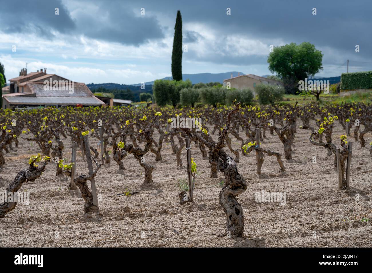 Old grape trunks on vineyards of Cotes de Provence in spring, Bandol ...