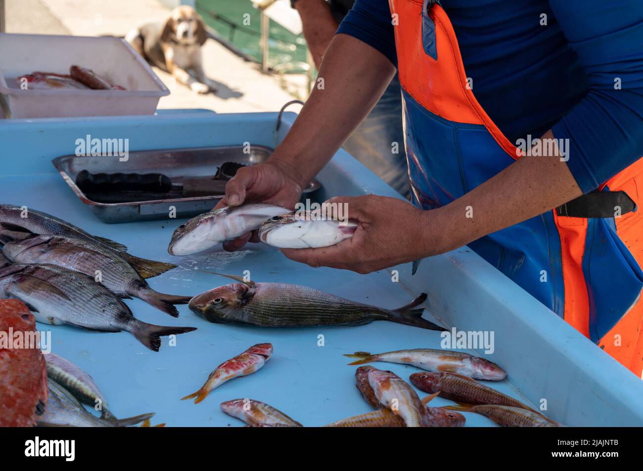 Catch of the day , fresh fish for sale on daily outdoor fisherman's ...