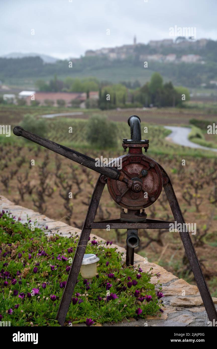 Old grape trunks on vineyards of Cotes de Provence in spring, Bandol ...