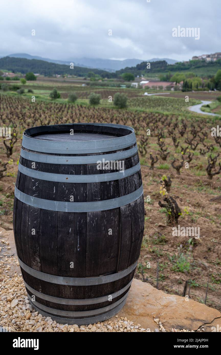 Old grape trunks on vineyards of Cotes de Provence in spring, Bandol ...