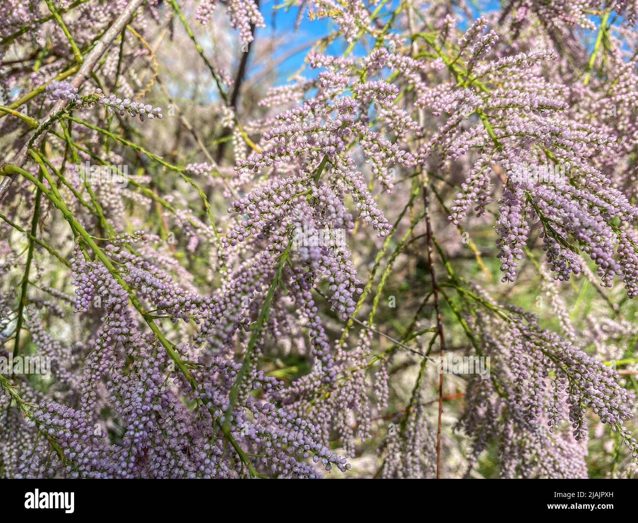 Chinese cedar tree hi-res stock photography and images - Alamy