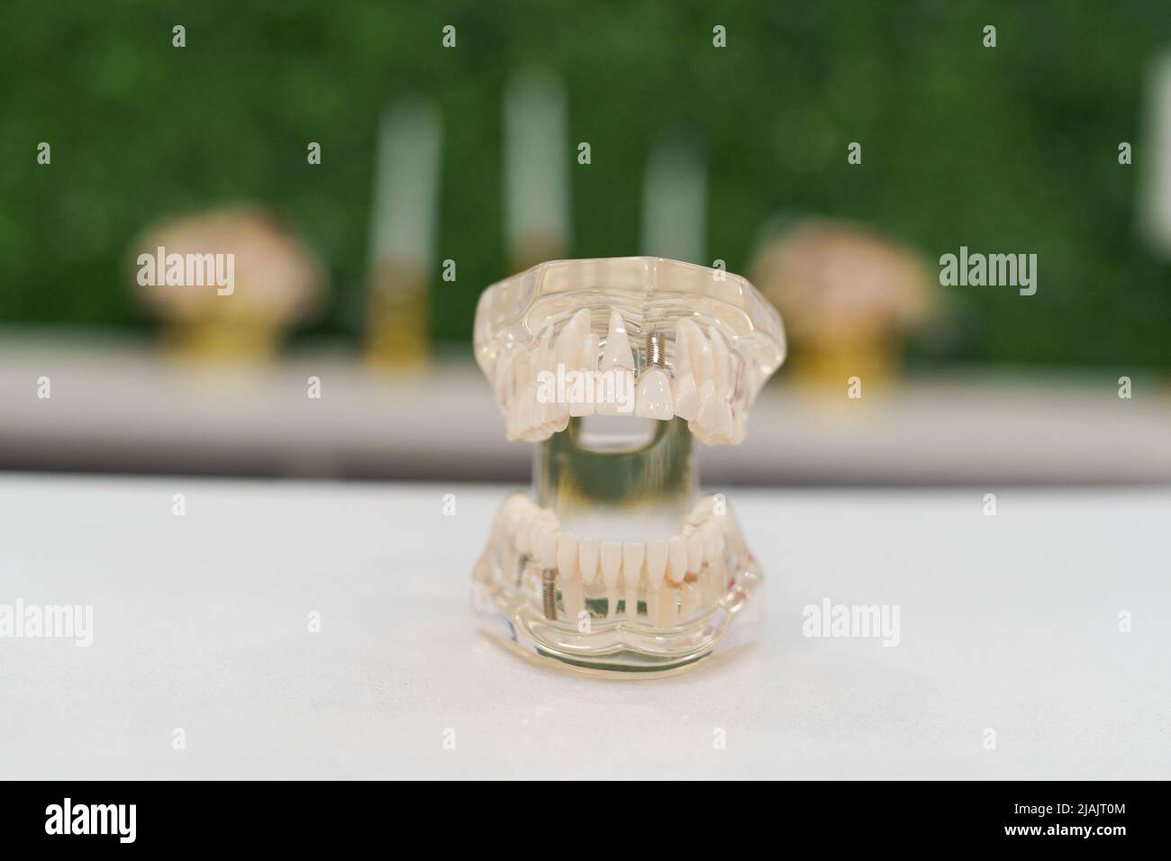 modeled glass denture, dental article for teaching aids, details of ...