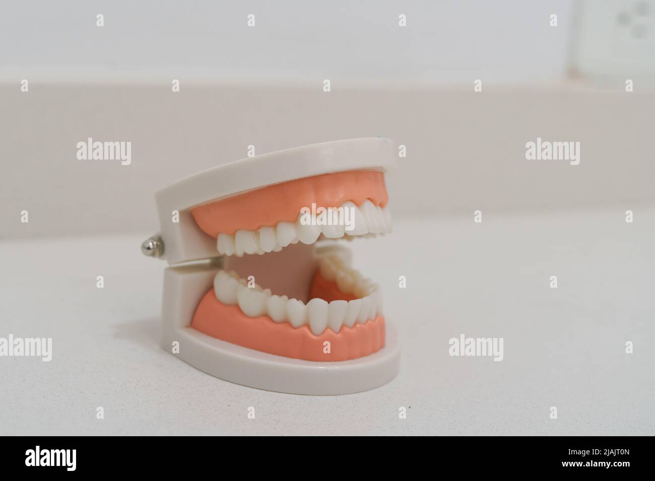 Modeled denture, dental article for teaching aids, details of teeth ...